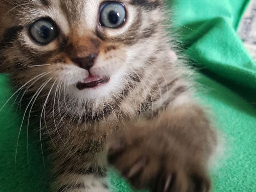 Котёнок Мира