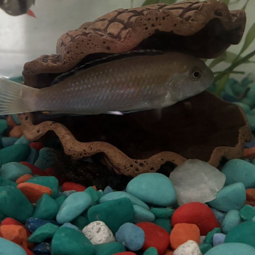 Лабидохромис Еллоу