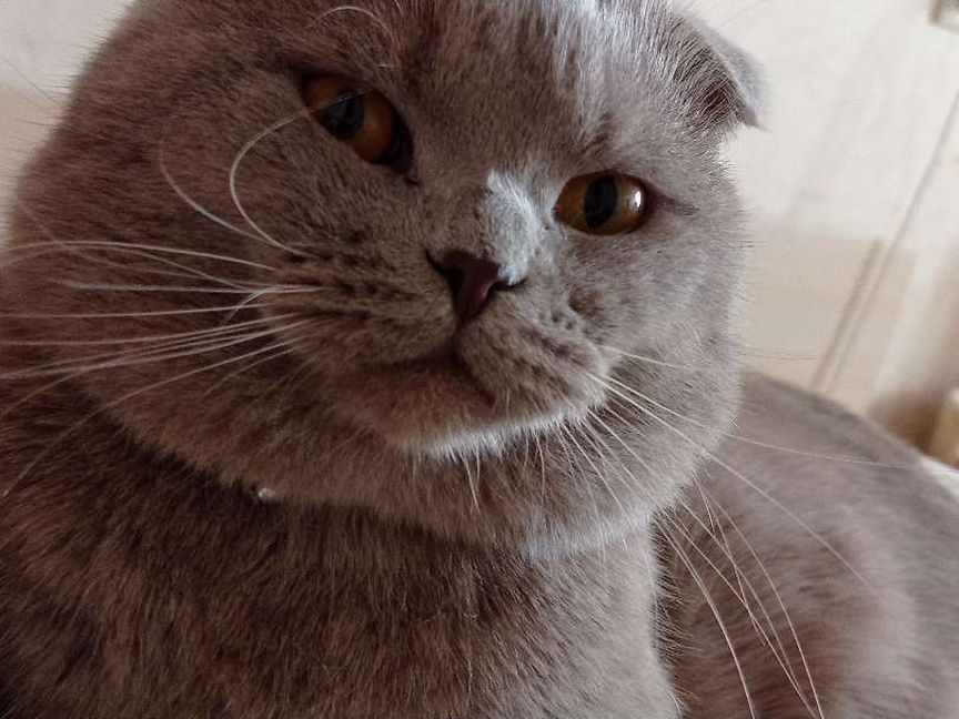 Британский кот на вязку