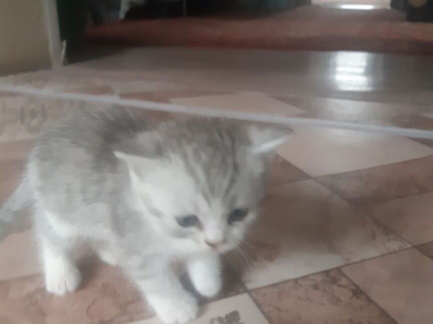 Кошки
