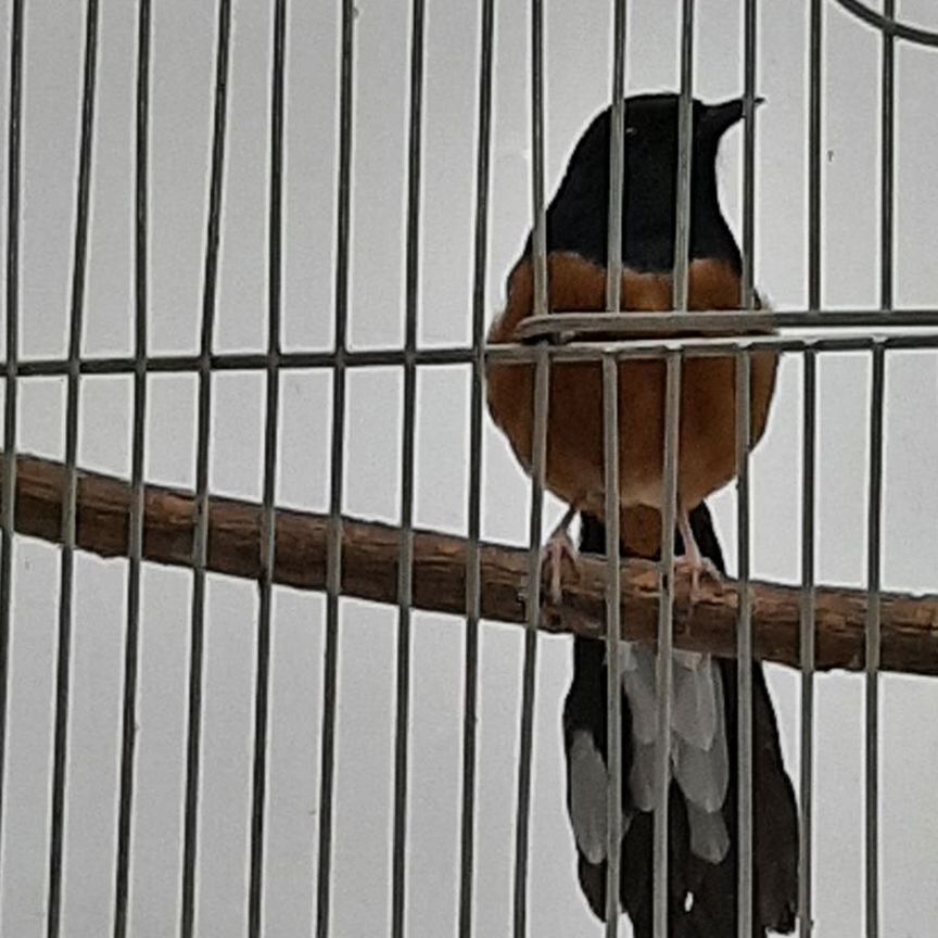 Экзотические певчие птицы дрозды