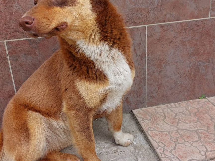 Собака в добрые руки отдам бесплатно