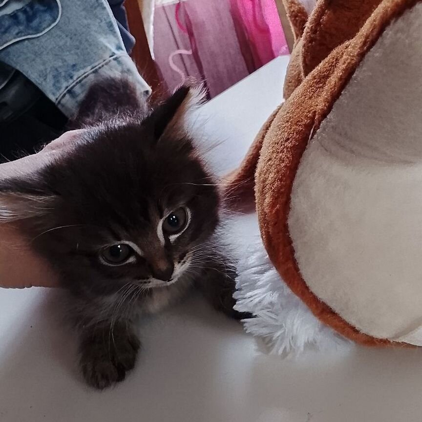 Котенок