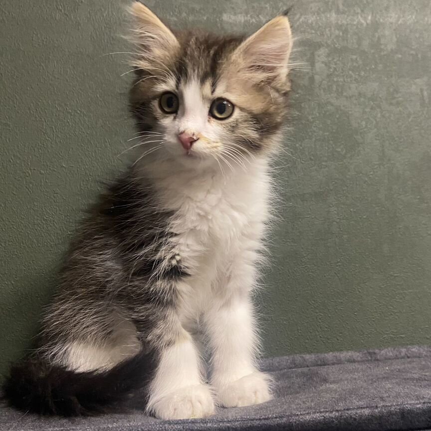 Сибирский котёнок