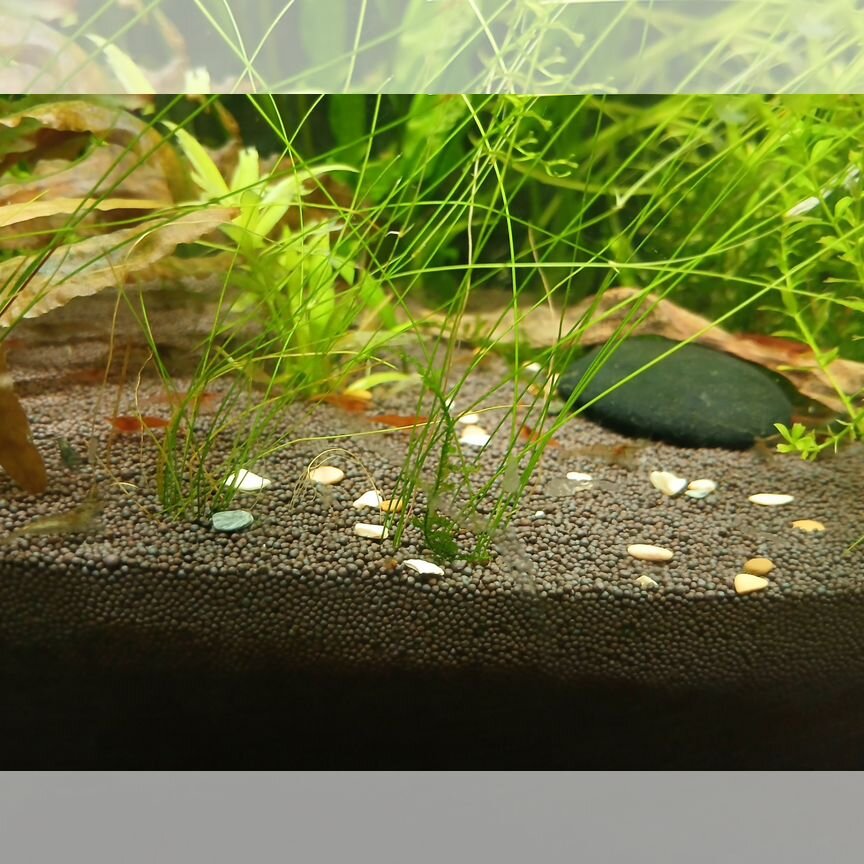 Креветки вишня