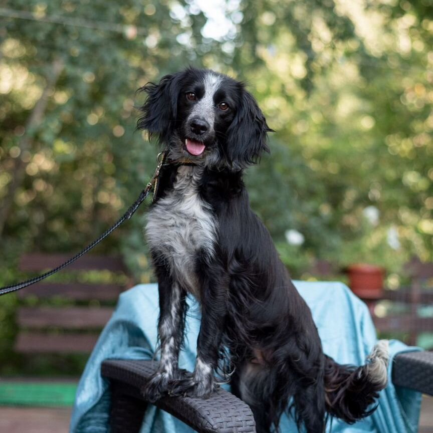 Маленькая собака русский спаниэль в добрые руки