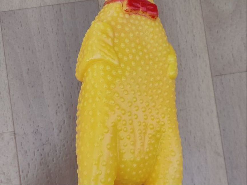 Курица пищалка петух