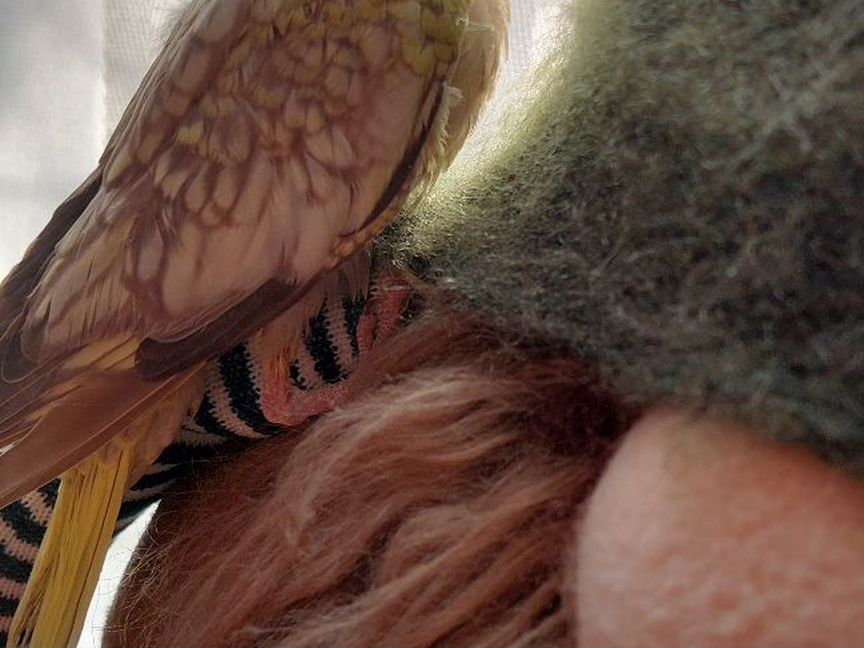 Попугай корелла ручной