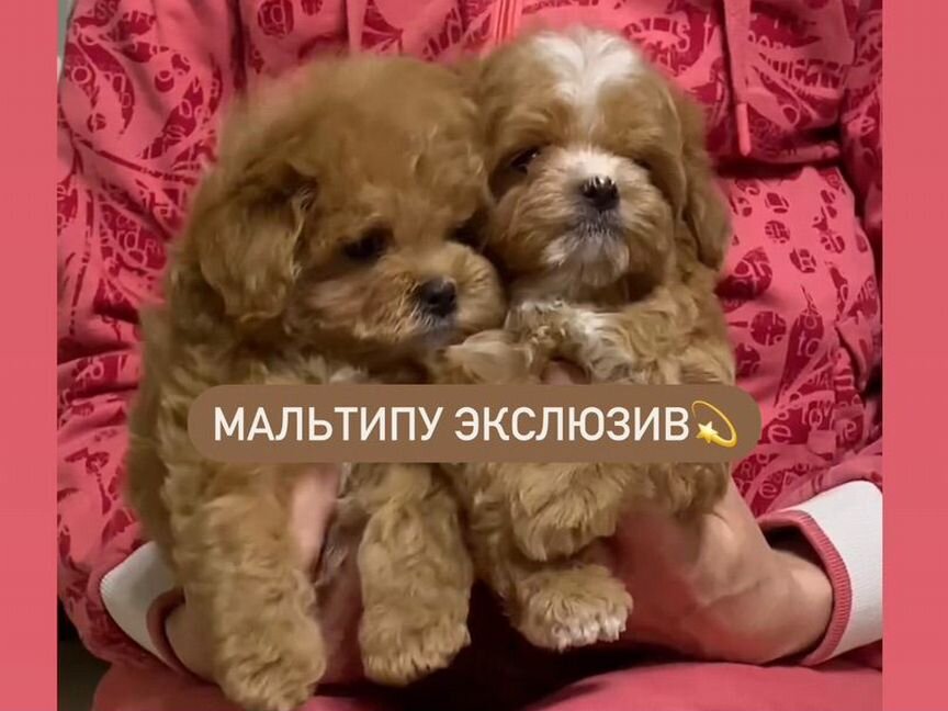 Щенки Мальтипу Ф1 Корея & Китай супер мини