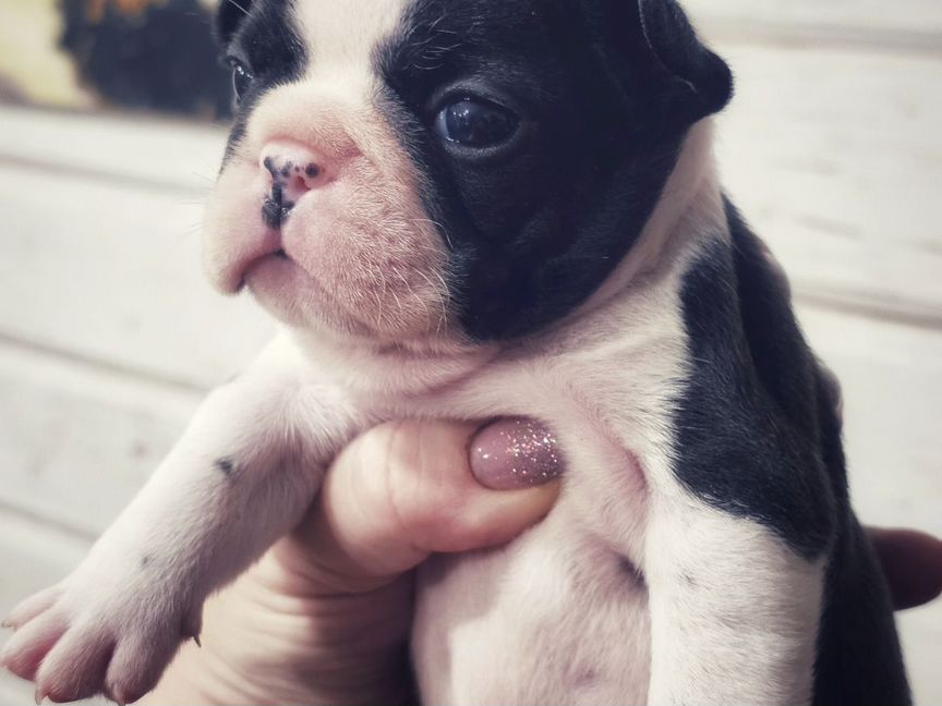 Французский бульдог с цветной генетикой
