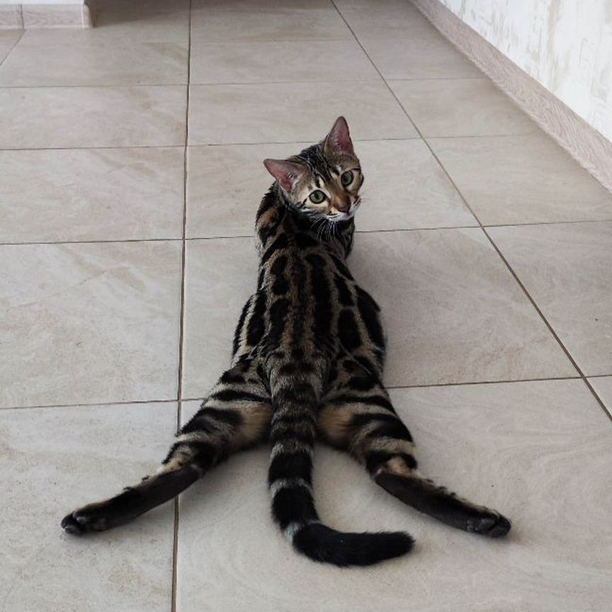 Ищем кота для кошки