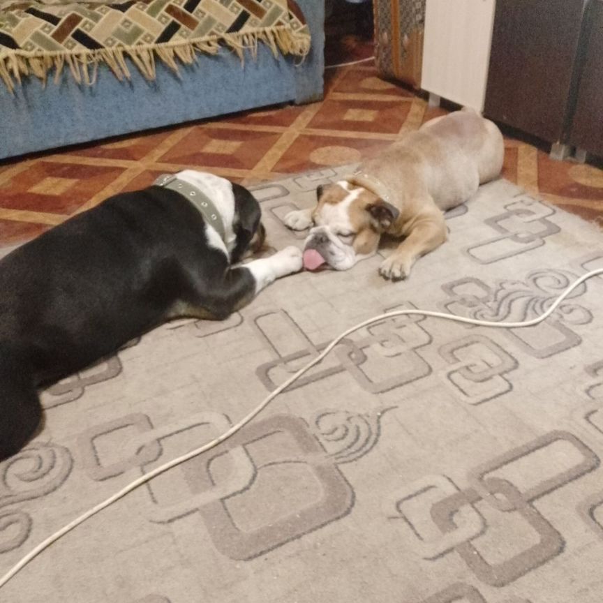 Английский бульдог