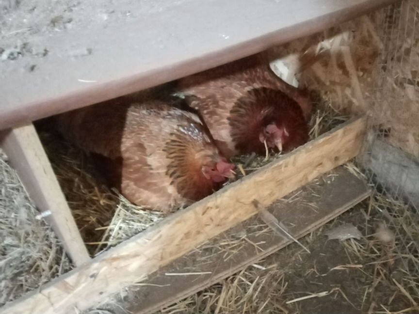 Курица квочка