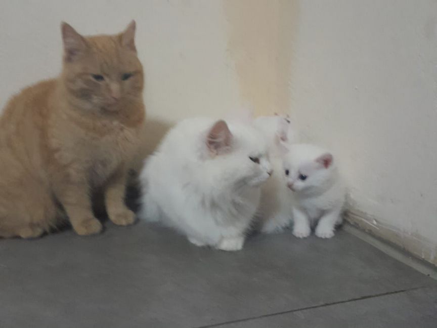 Котята турецкой ангоры