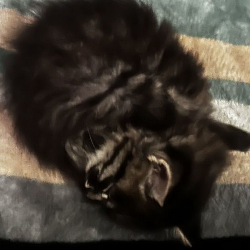 Сибирский котёнок