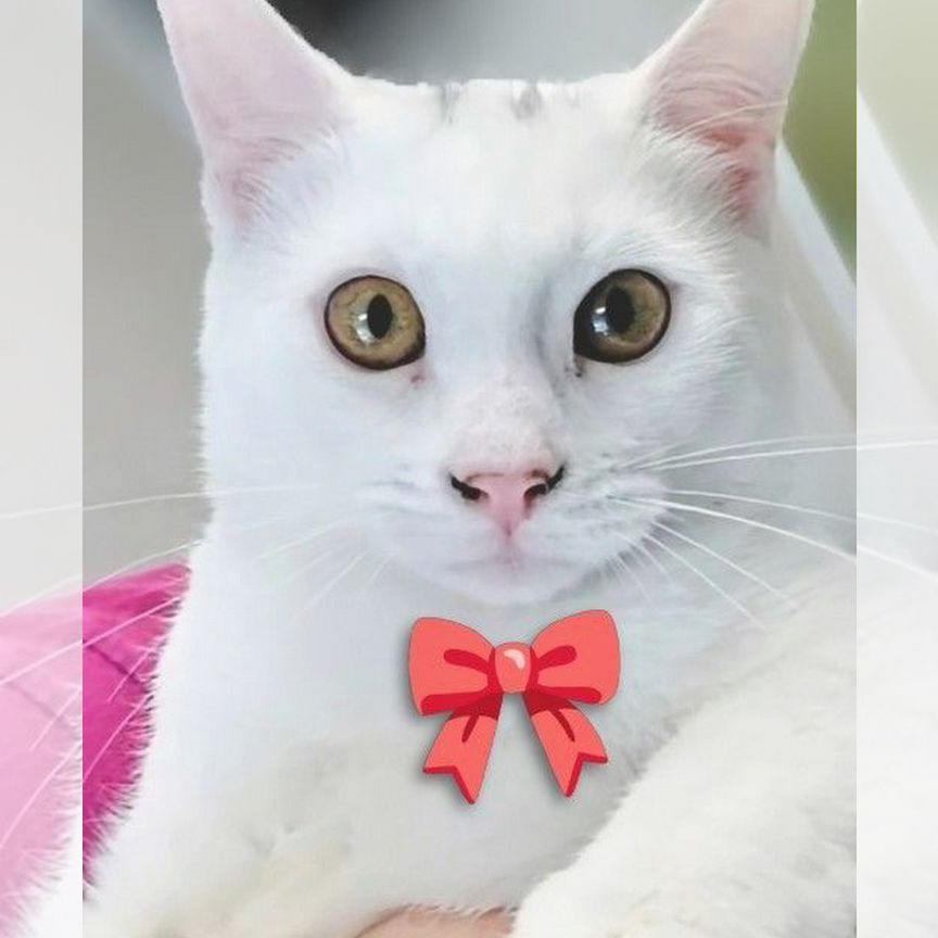 Анатолийский котёнок