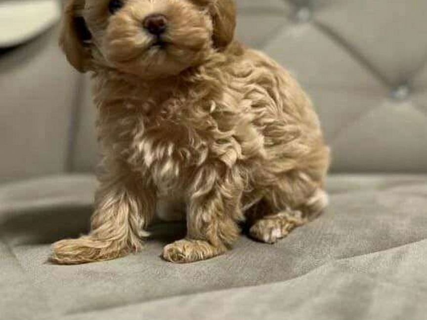 Мальтипу ф1