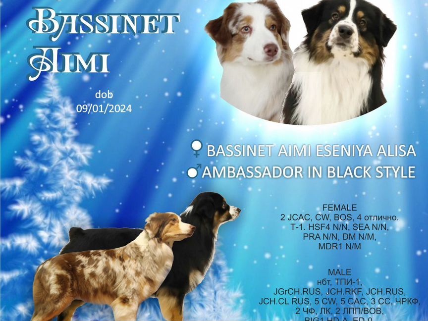 Австралийская овчарка