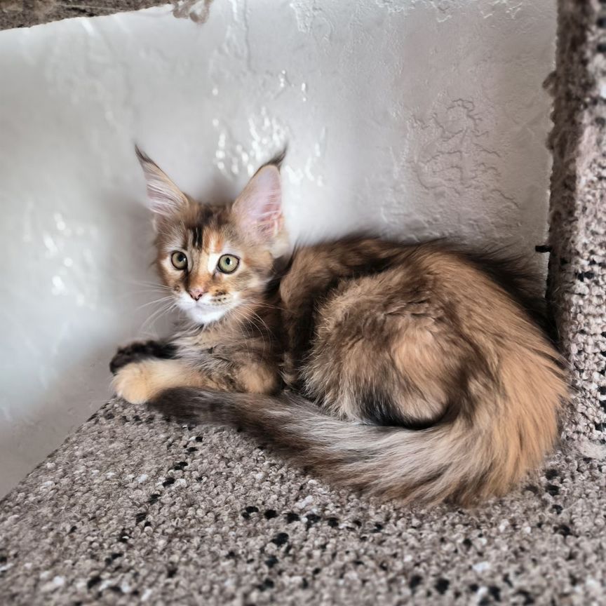 Девочка котенок мэйн-кун