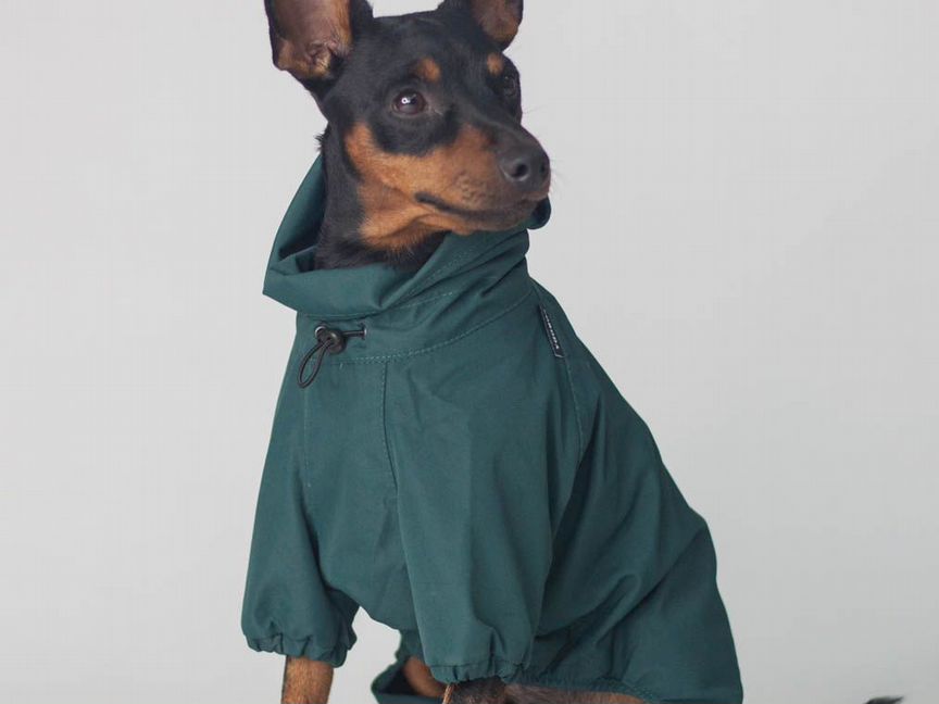 Комбинезон для цвергпинчера