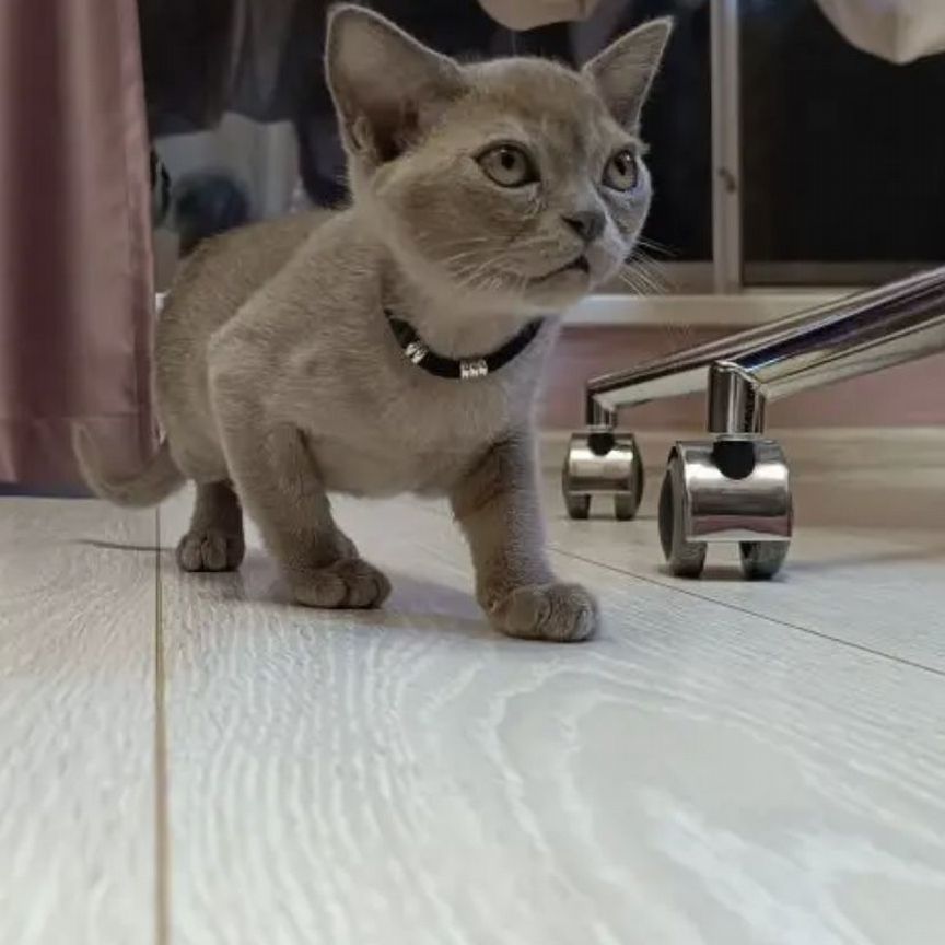 Европейский бурманский котёнок