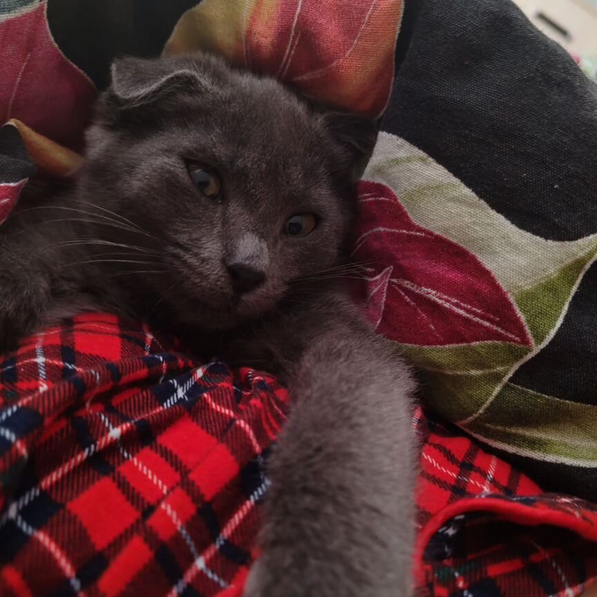 Шотландский вислоухий короткошёрстный котёнок