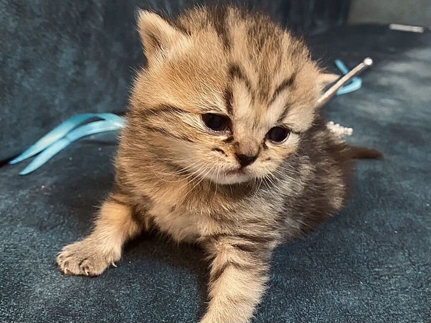 Британская кошка