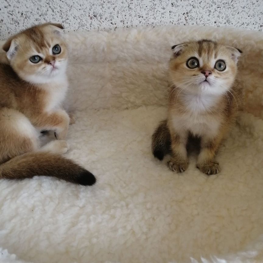 Котята золотая шиншилла