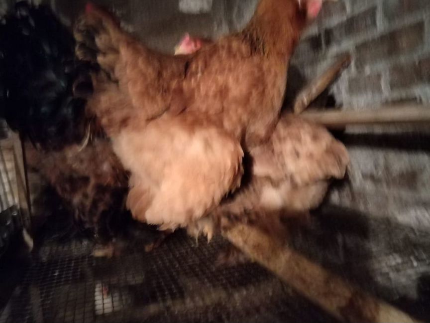 Яйца на инкубацию