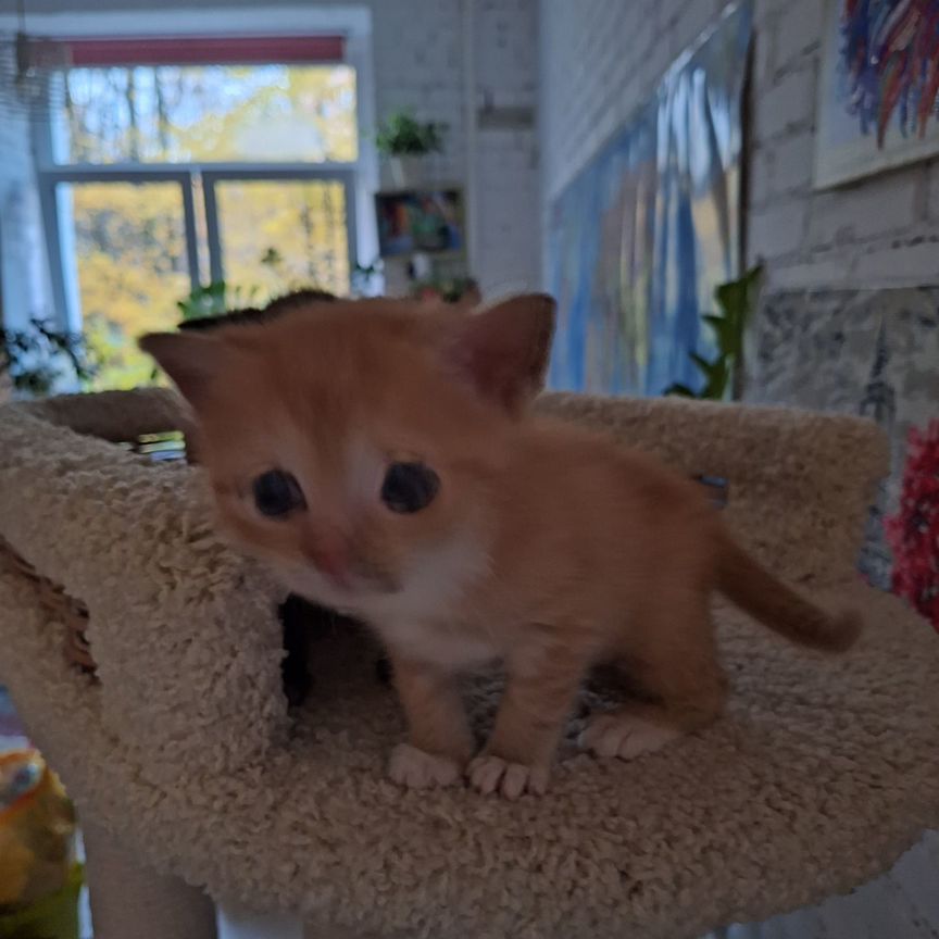 Рыжие и разные котята