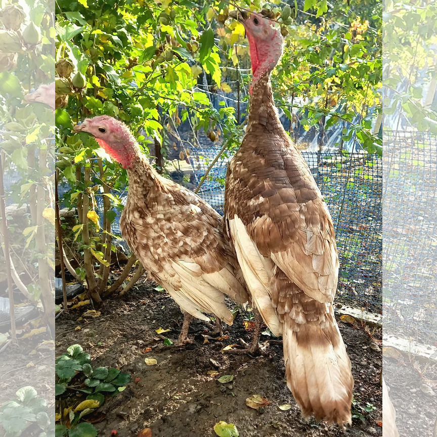 Индюки Красный Бурбон