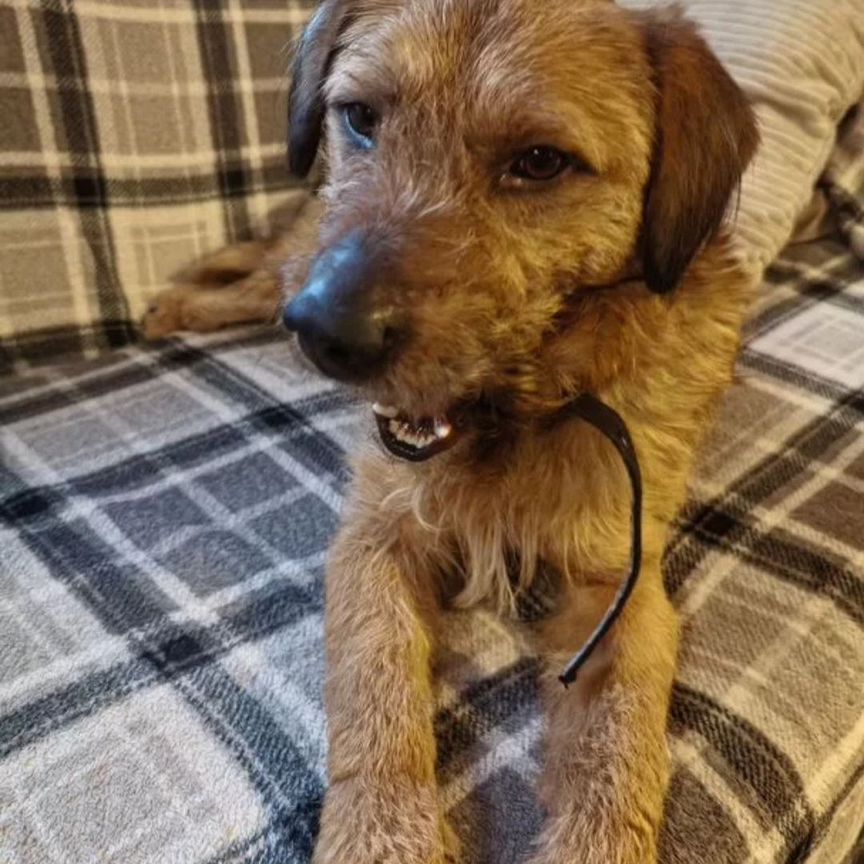 Взрослый пёс в добрые руки