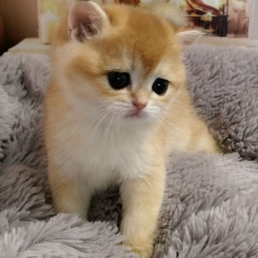 Британский короткошёрстный котёнок