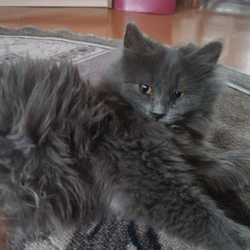 Британский длинношёрстный котёнок