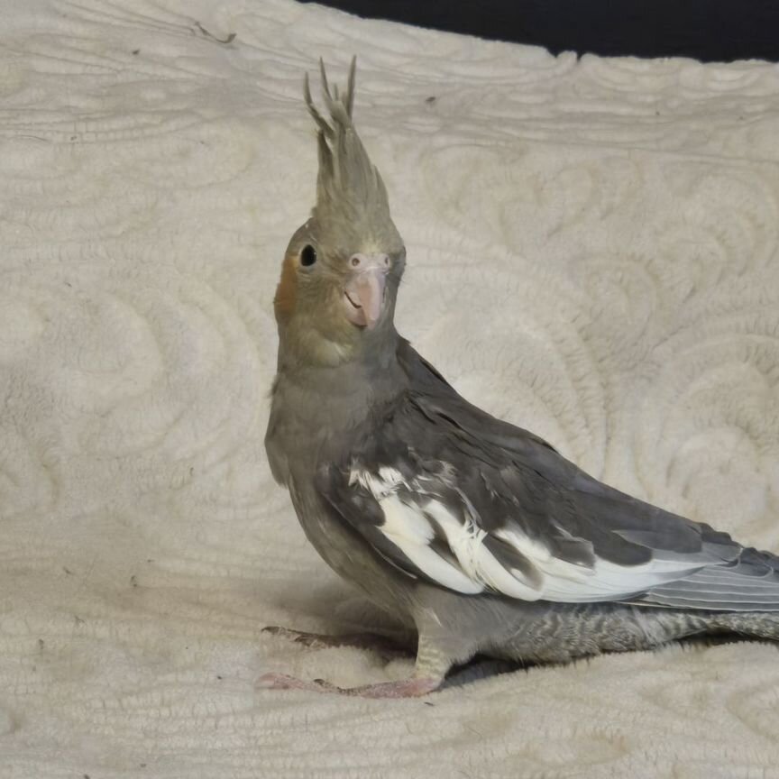 Попугай корелла умненькие