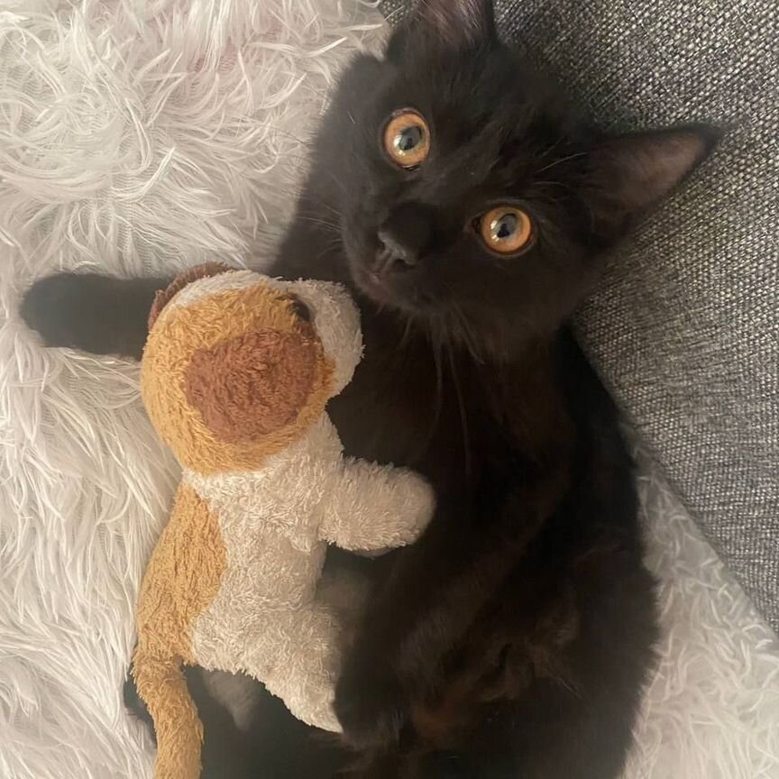 Сибирский котёнок