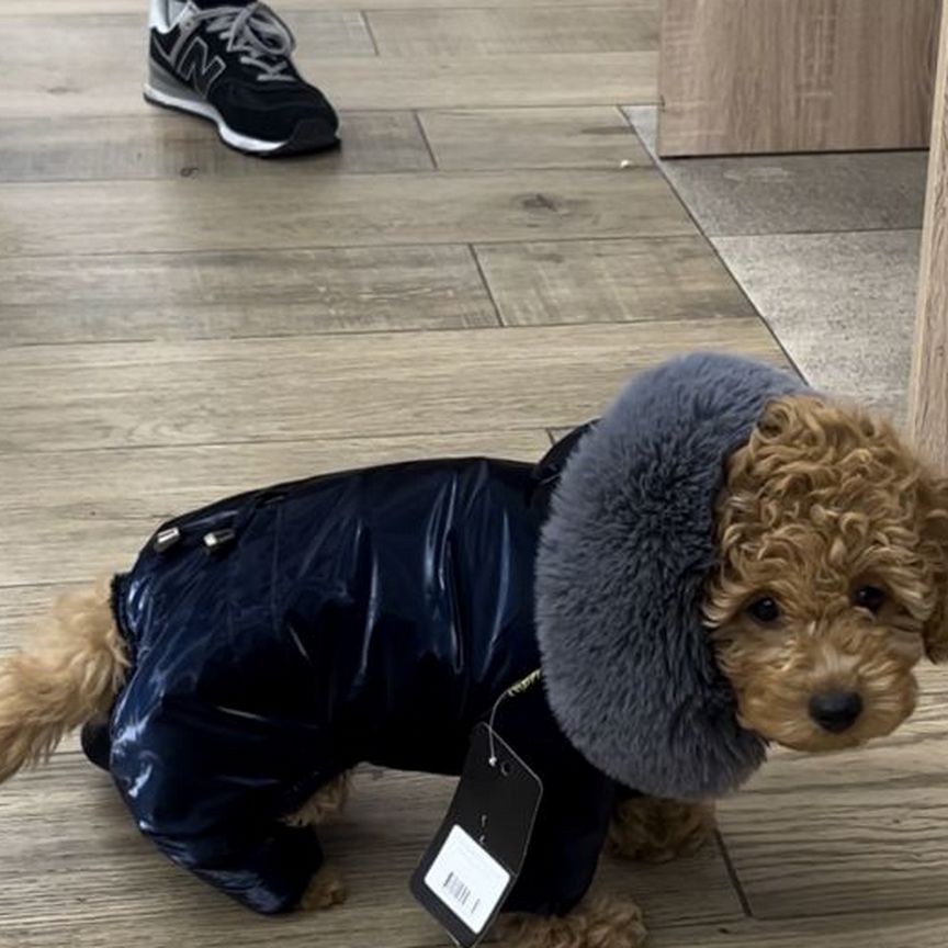 Зимний комбинезон Royal Dog