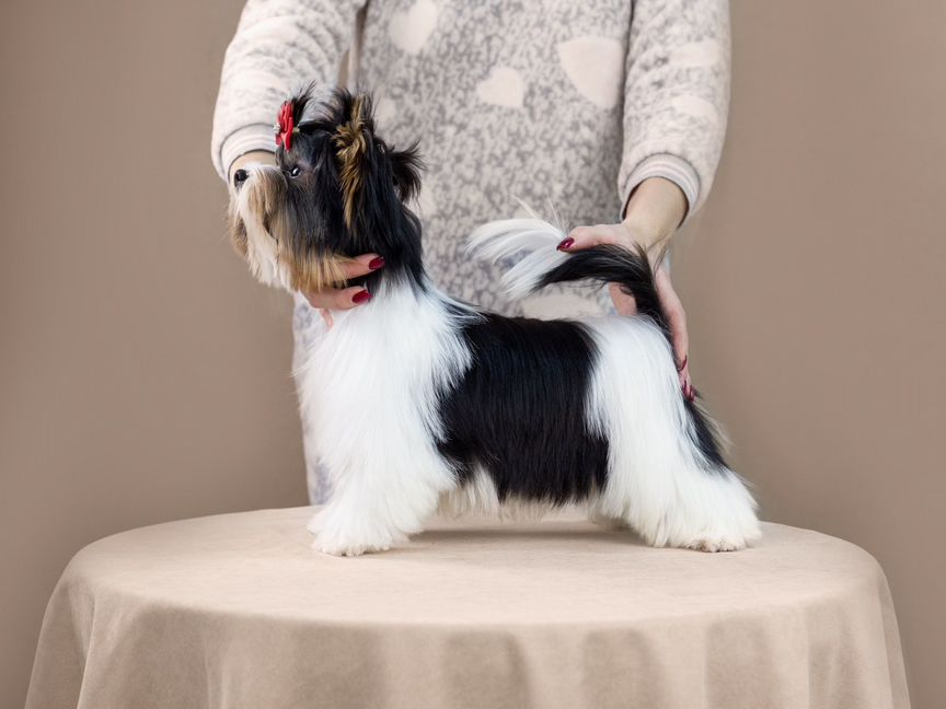 Бивер терьер мальчик