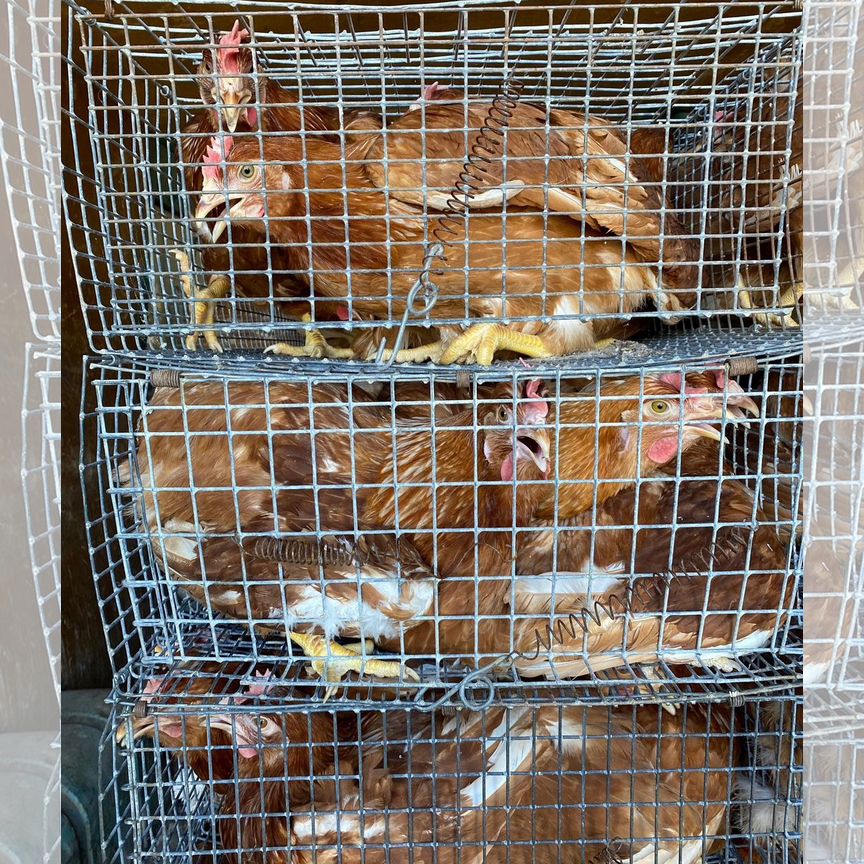 Несушка доставка