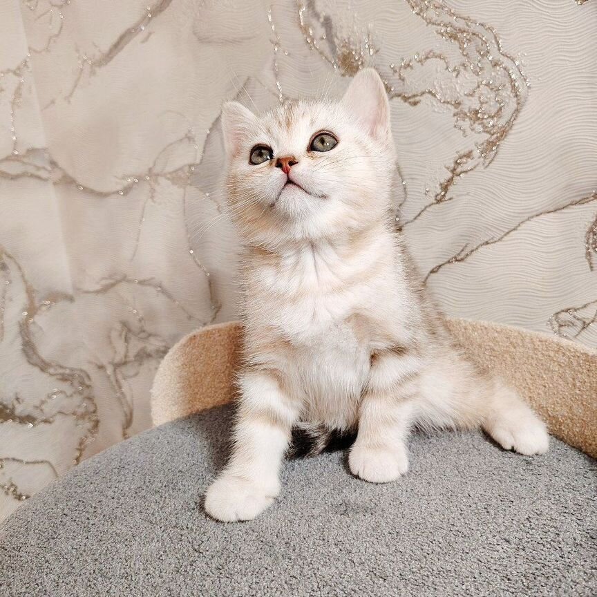 Шотландский котенок