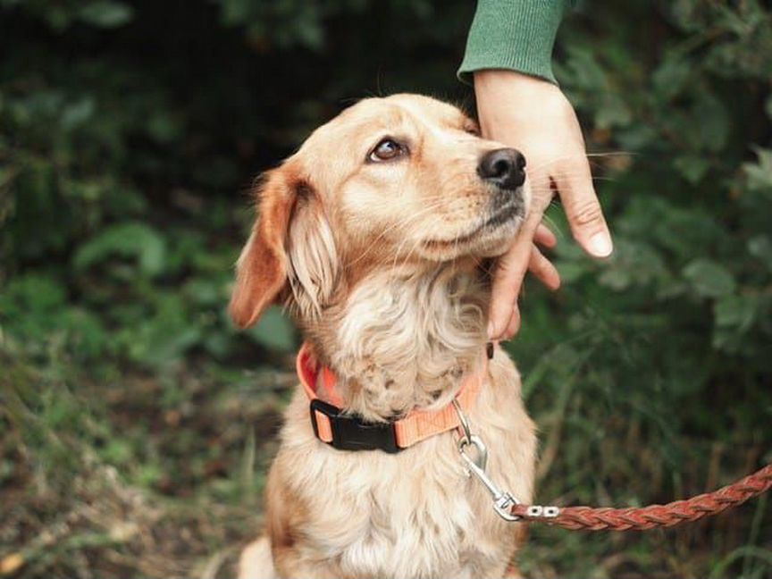 Собака метик кокера Уля