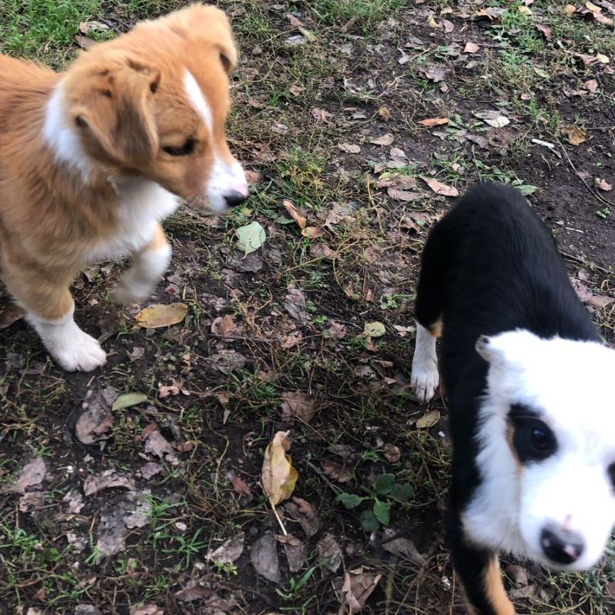 Щенки маленькой дворняжки