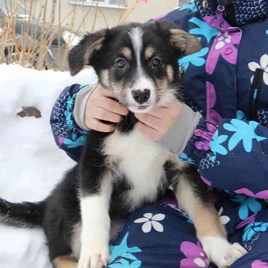 Щенок в добрые руки бесплатно