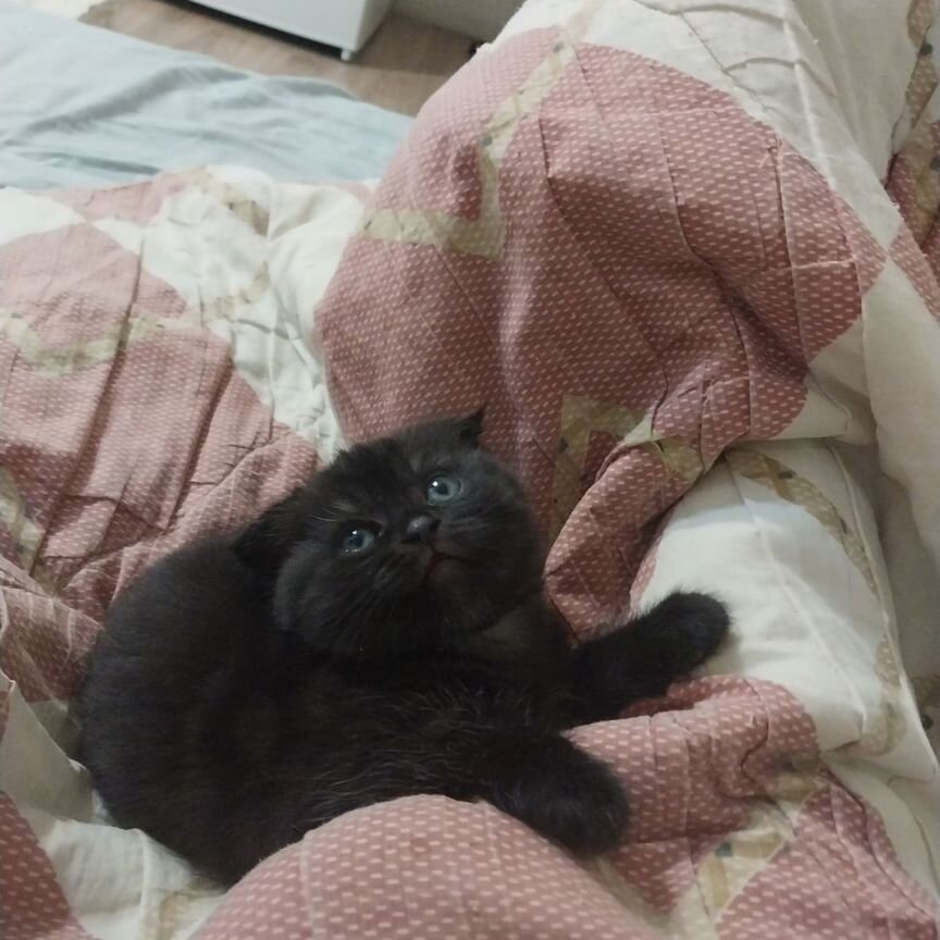 Шотландский вислоухий короткошёрстный котёнок