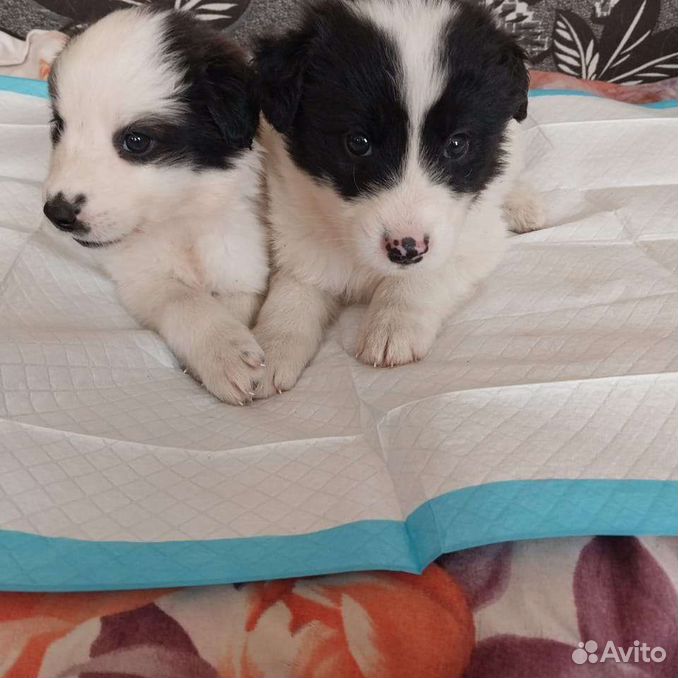 Крохи щенки в добрые