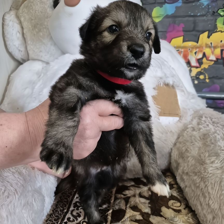 Щенок в добрые руки