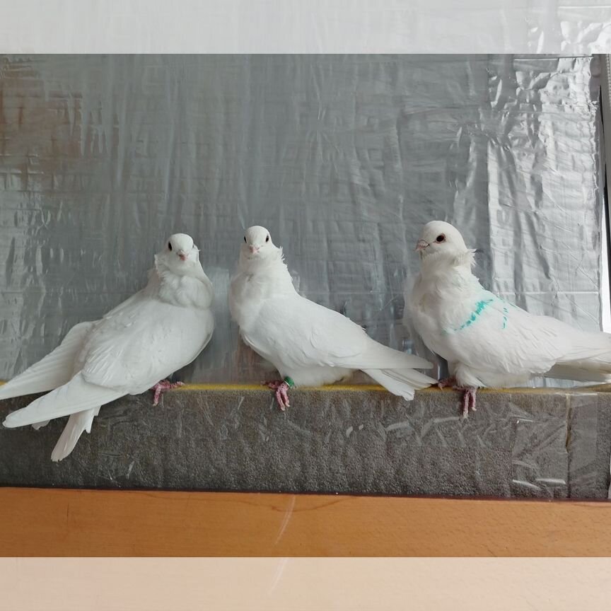 Голубь обмен