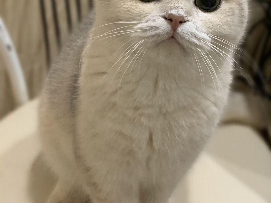 Котик редкого окраса
