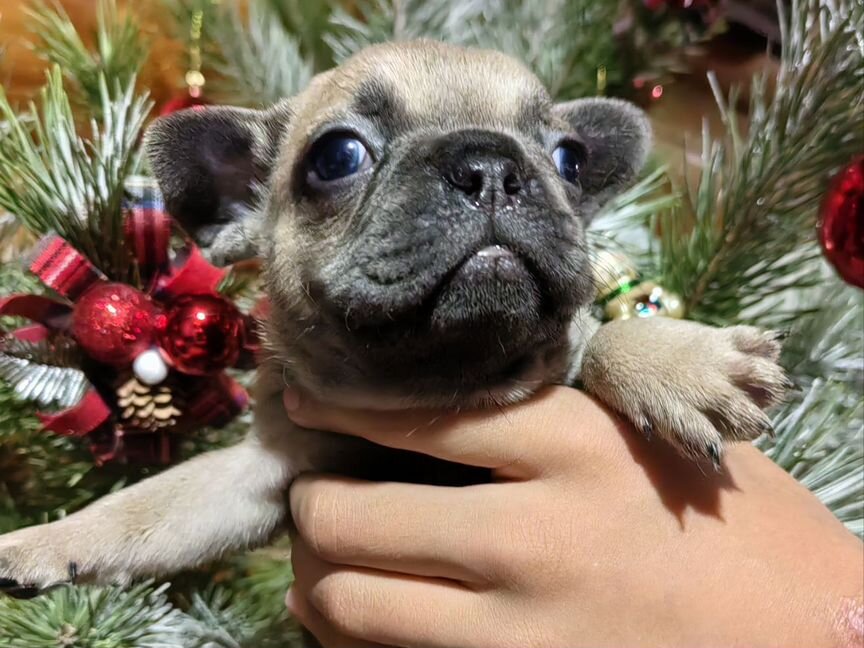 Щенки Французского бульдога