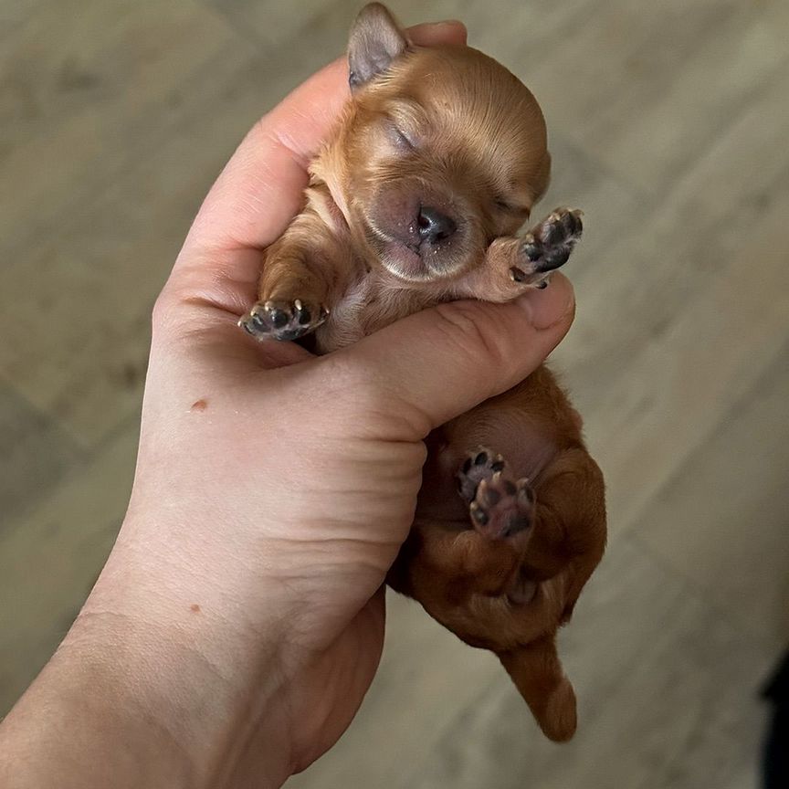 Щенки мальтипу